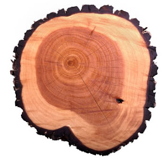 Psittacosaurus: Daripada 4 kaki kepada 2 kaki