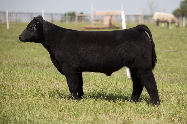 Lautner Farms: Austin Cattle Co Online Sale - April 18th