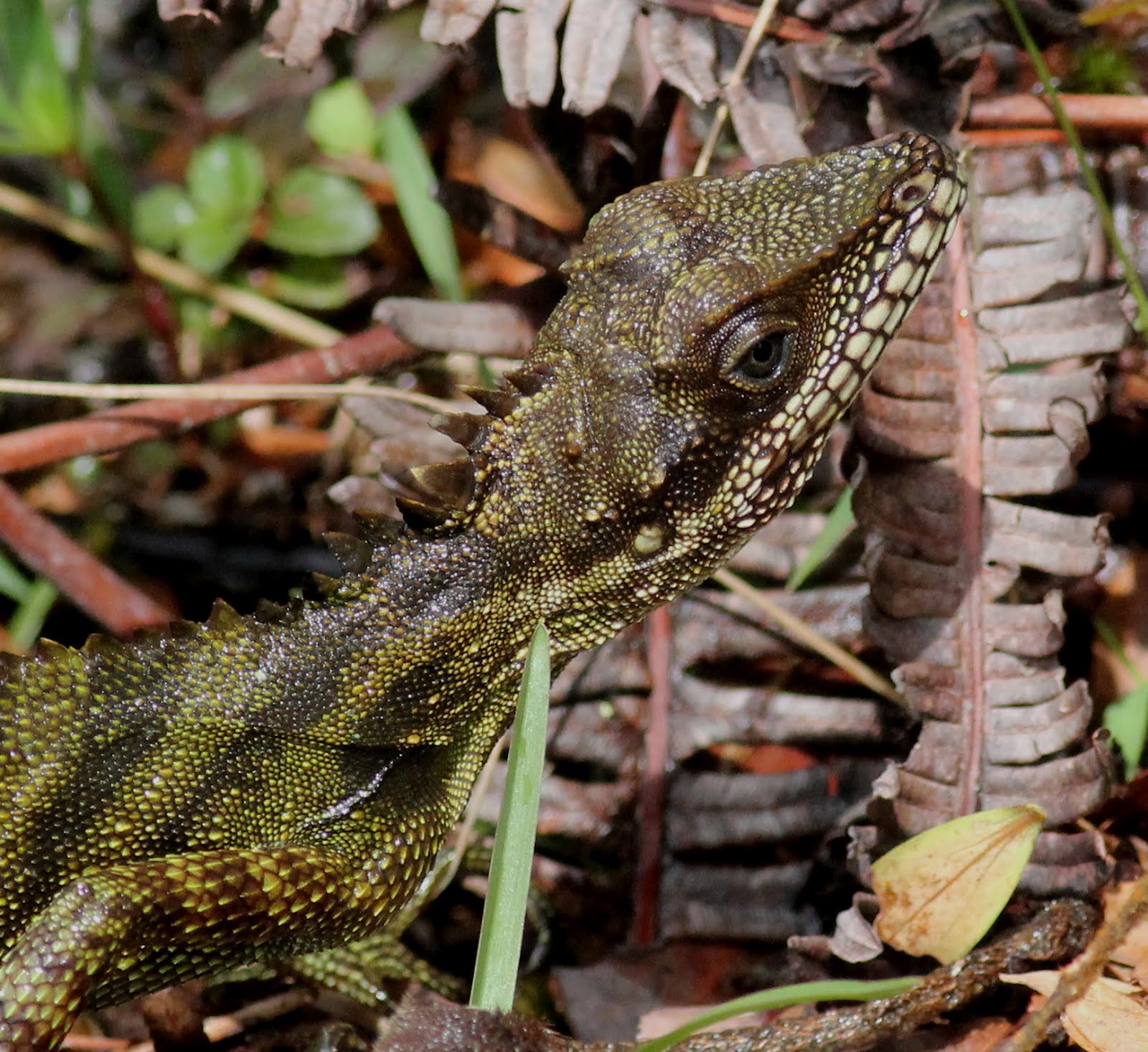 Ron-Nature-Adventures: Robinson's Angle-Head Lizard (Gonocephalus ...