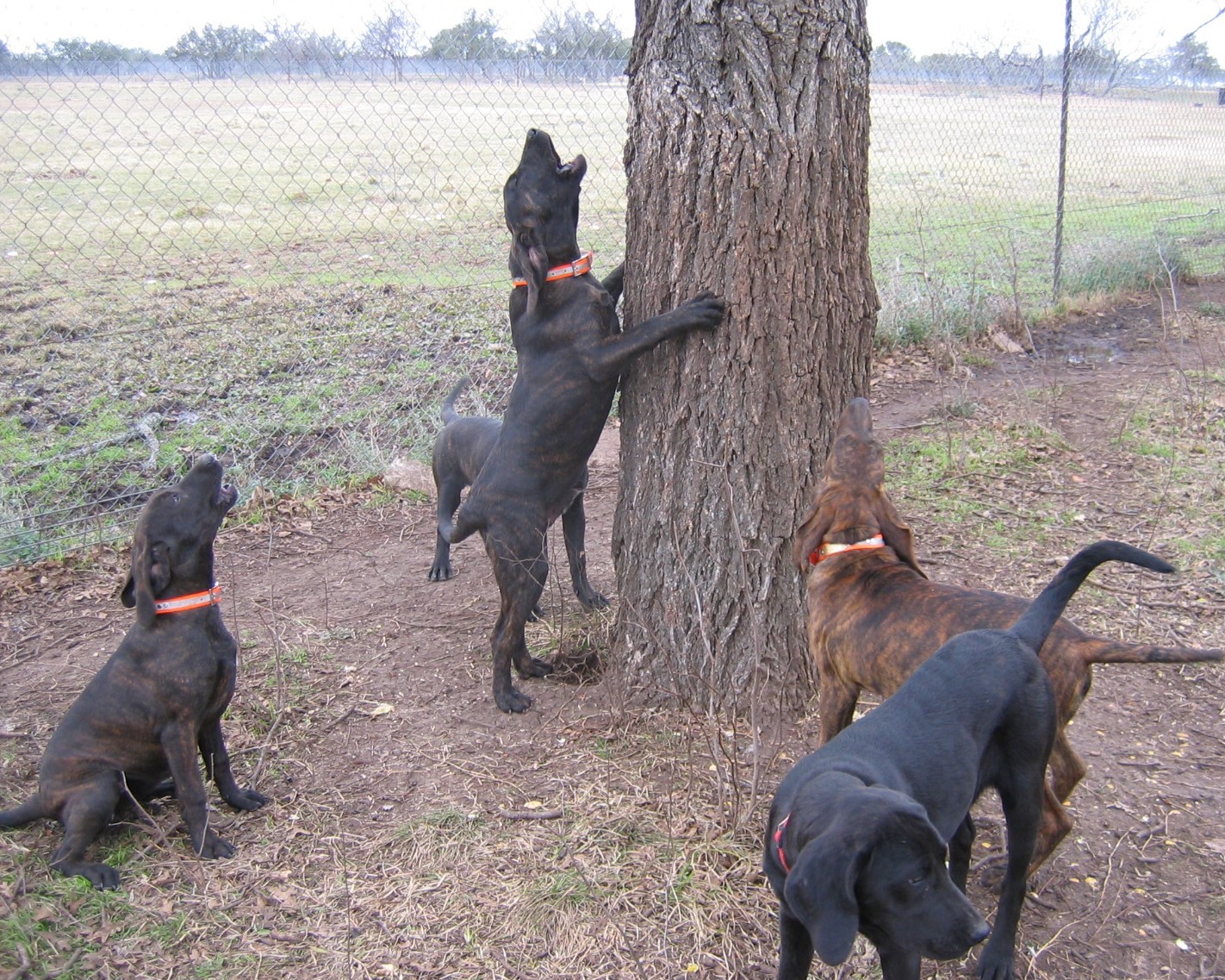 Extreme Dog Breeds: Plott Hound