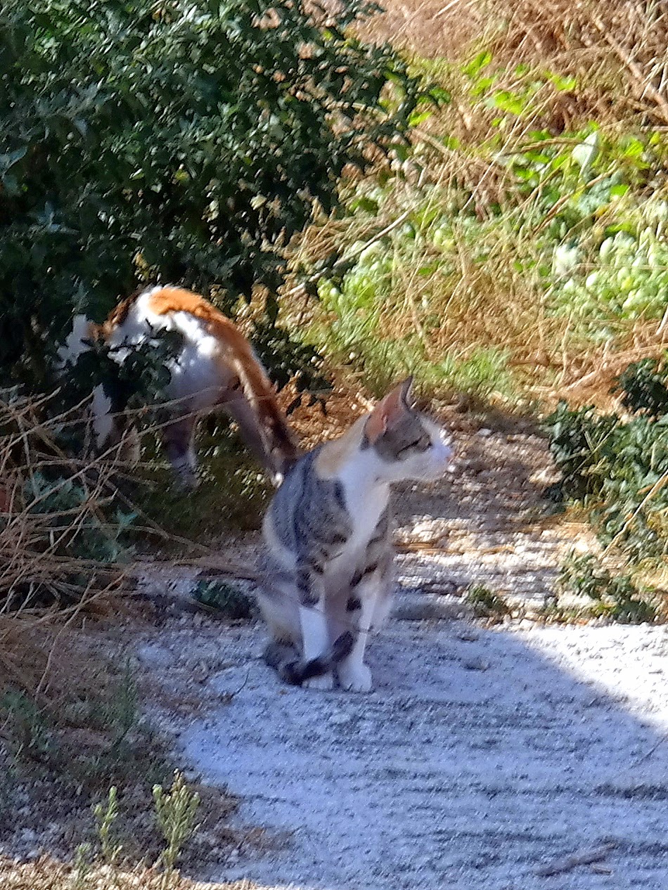 Angel Ginger Jasper: Cats of Corfu.....
