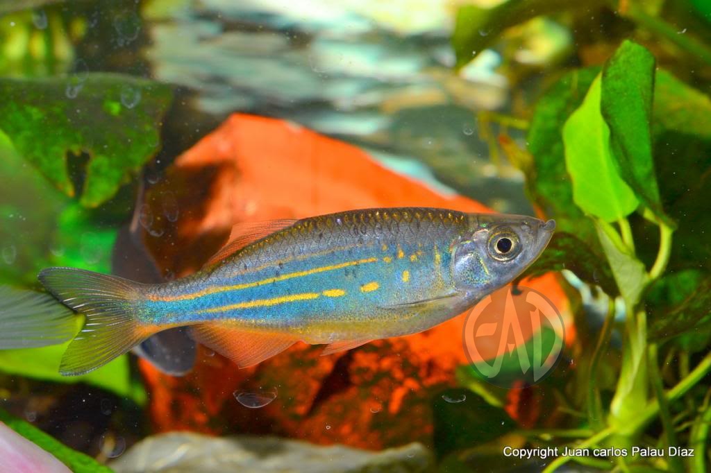 Mania de Aquário: Danios