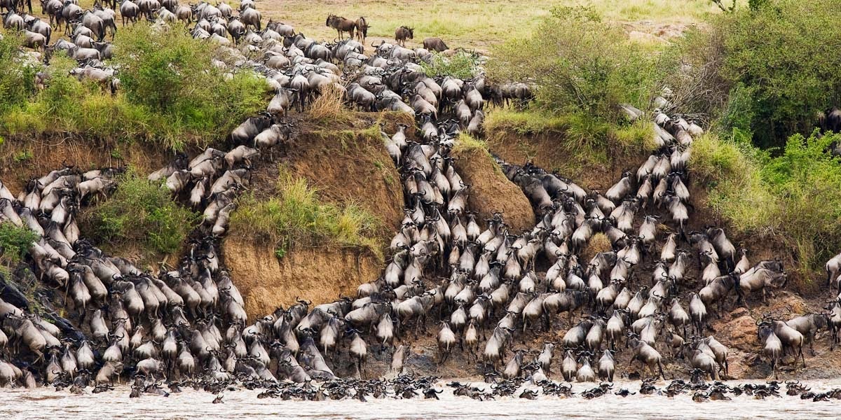 Plus+254 Kenya: Great Wildebeest Migration