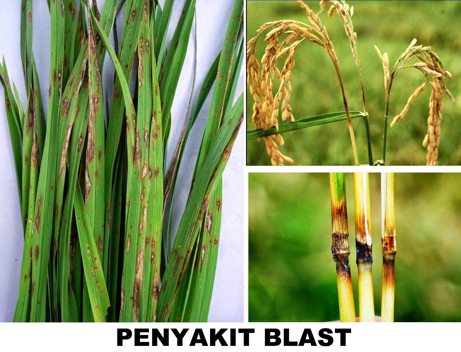 PENYULUH & PETANI: PENYAKIT BLAST & PENGENDALIANNYA PADA PADI