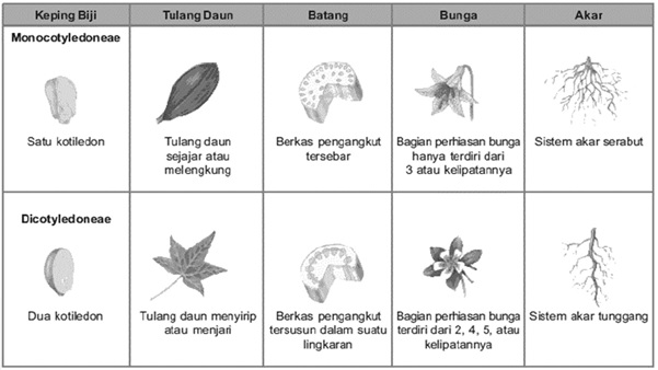 KINGDOM PLANTAE UN 3 SMP | Materi dan Soal Biologi