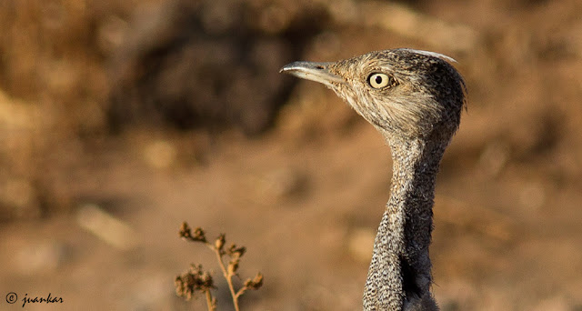 Entre alpinas y marinas.: Disfrutando de la Hubara