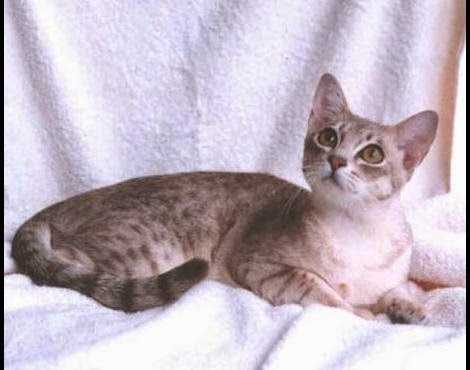 Australian Mist Facts Review ~ AnimalReview99.Blogspot.Com