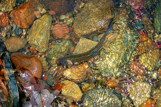 Small Stream Reflections: December 2011