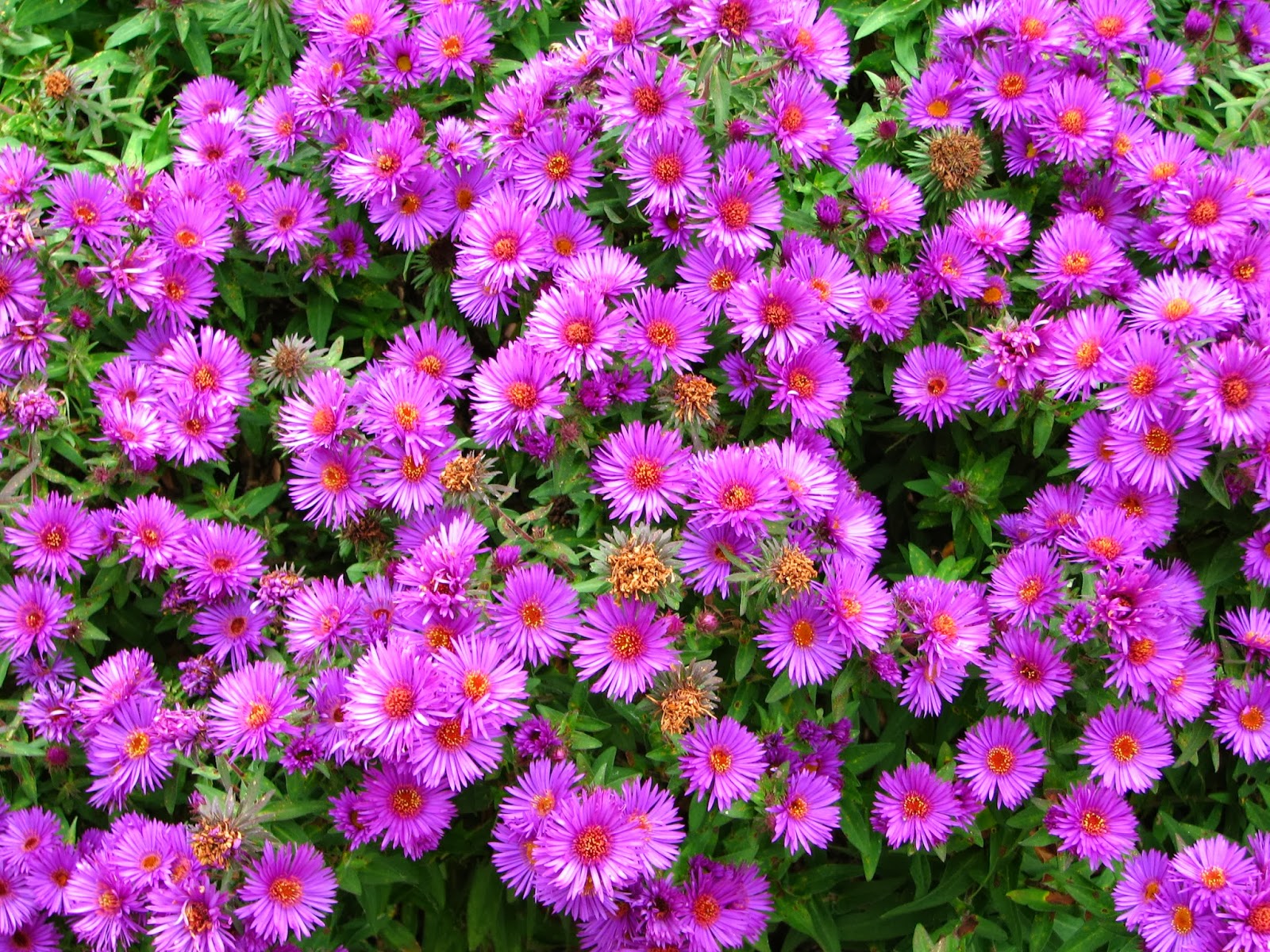 Mermaid At Frog Hollow: Tip toeing with Tootsie Oct 4th