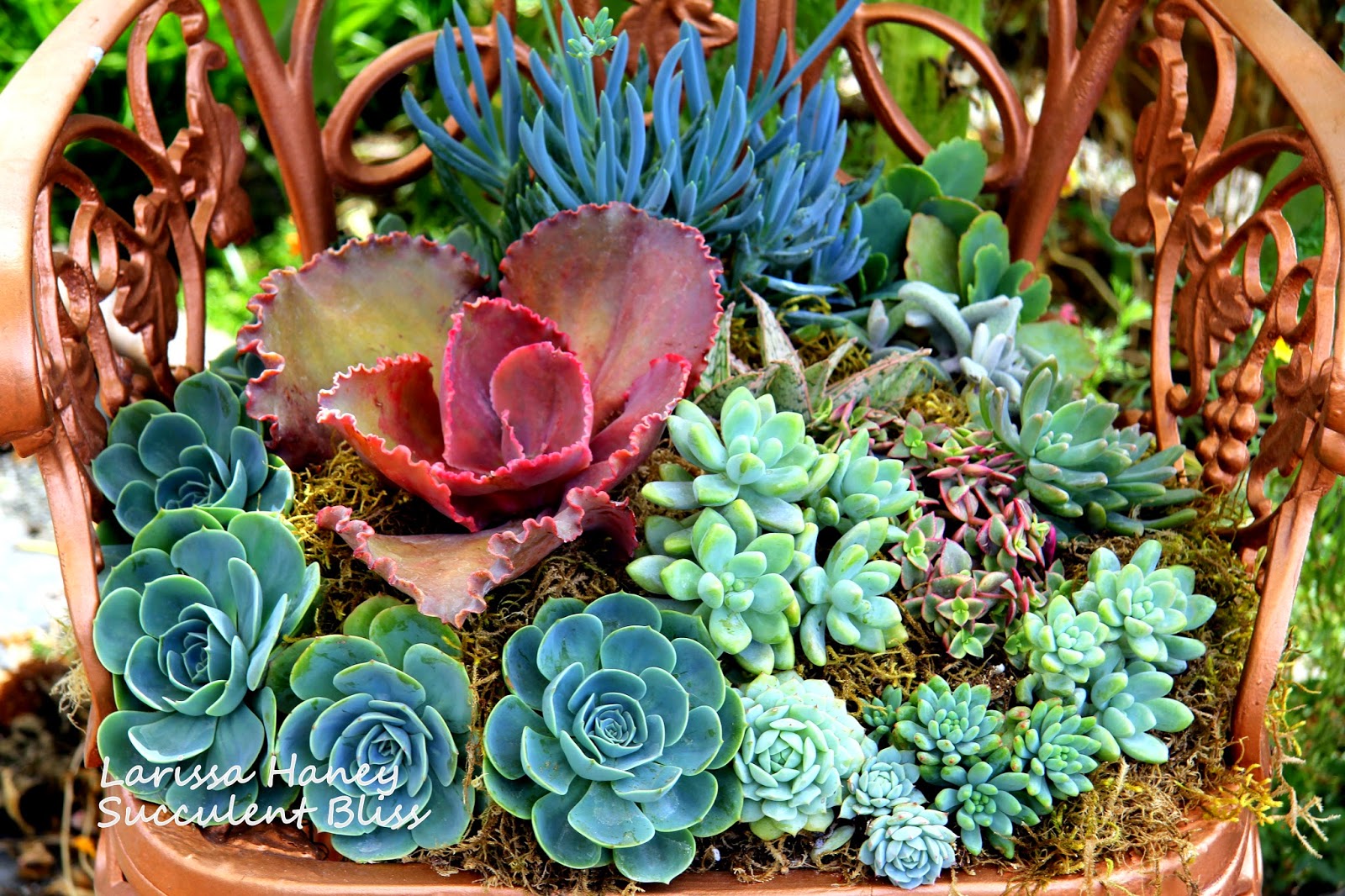 Succulent Bliss