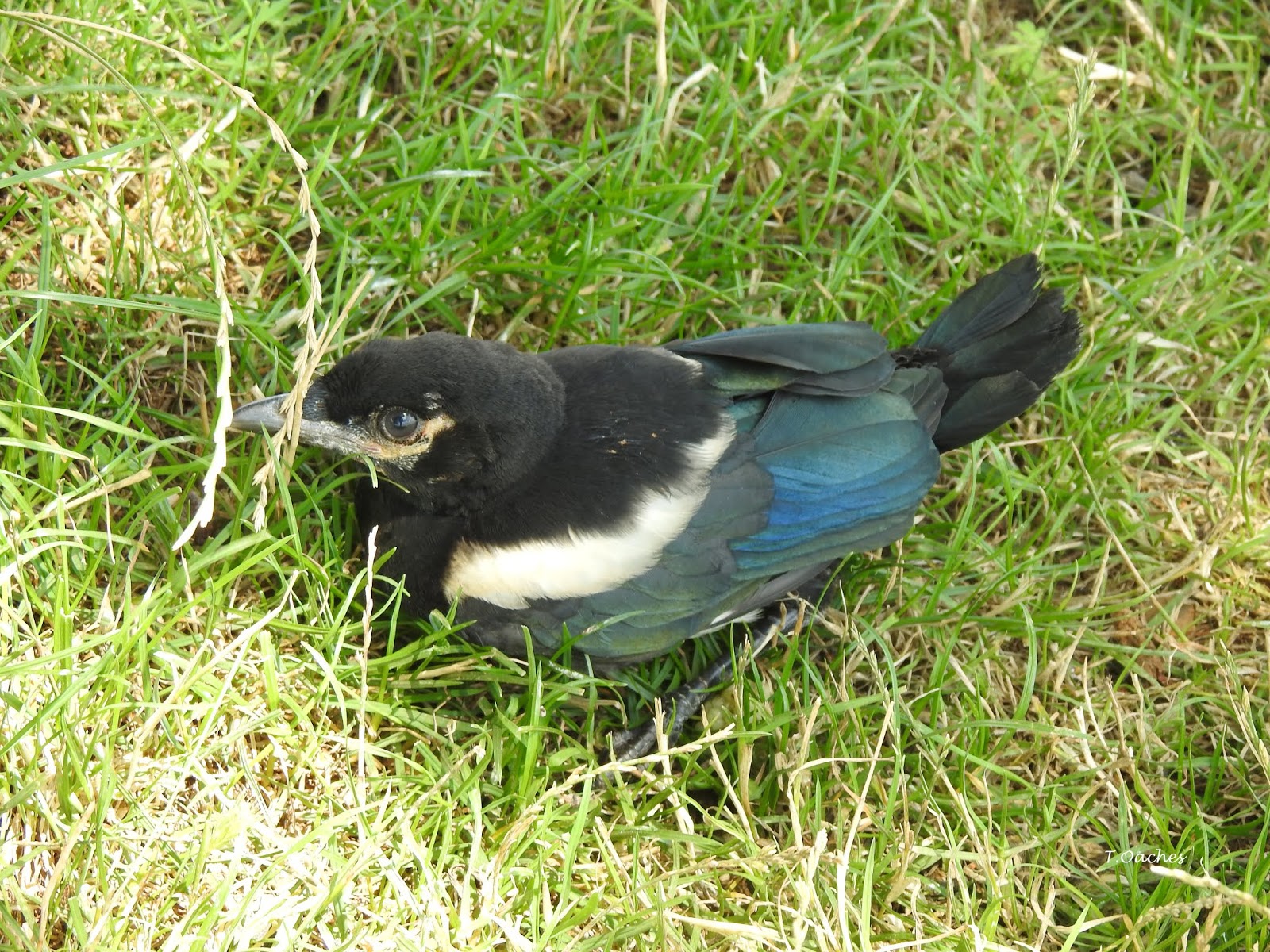 PASARI DIN ROMANIA: COTOFANA, Pica pica