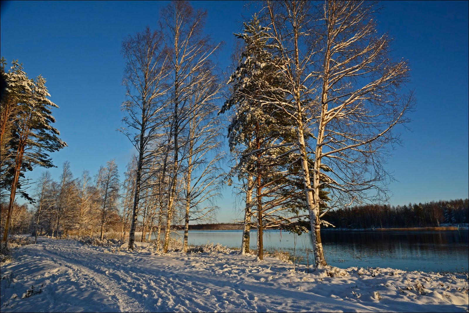 Pihakuiskaajan matkassa: Kotilevossa