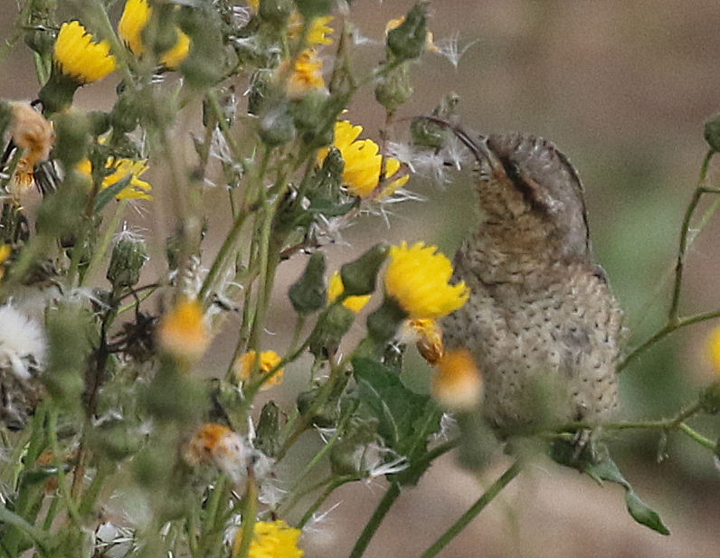 Birding with Flowers: Spurn Migration Festival Wryneck