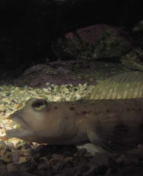 AQUATICHYK: SPOTTED GRUBFISH / Parapercis ramsayi