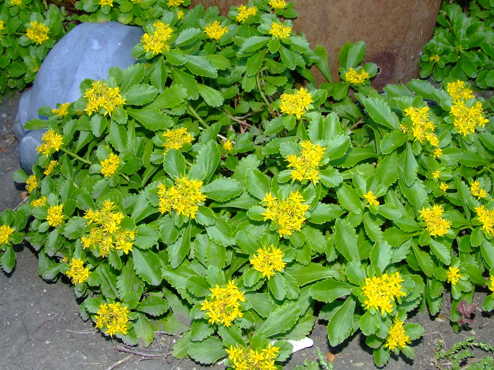 The Full Circle Gardener: Plant of the Week: Sedum