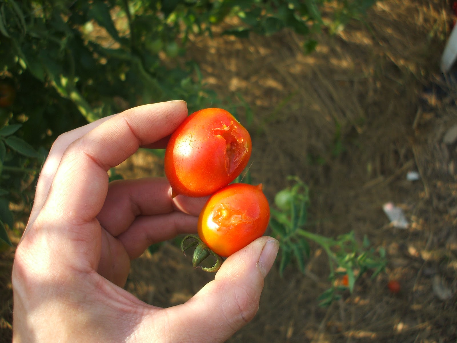 Suburban Gardeness: Mouse Bites and the End of the Pumpkins