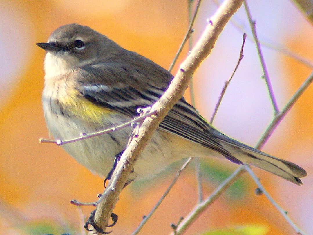 SE Texas Birding & Wildlife Watching: Our Winter Warblers