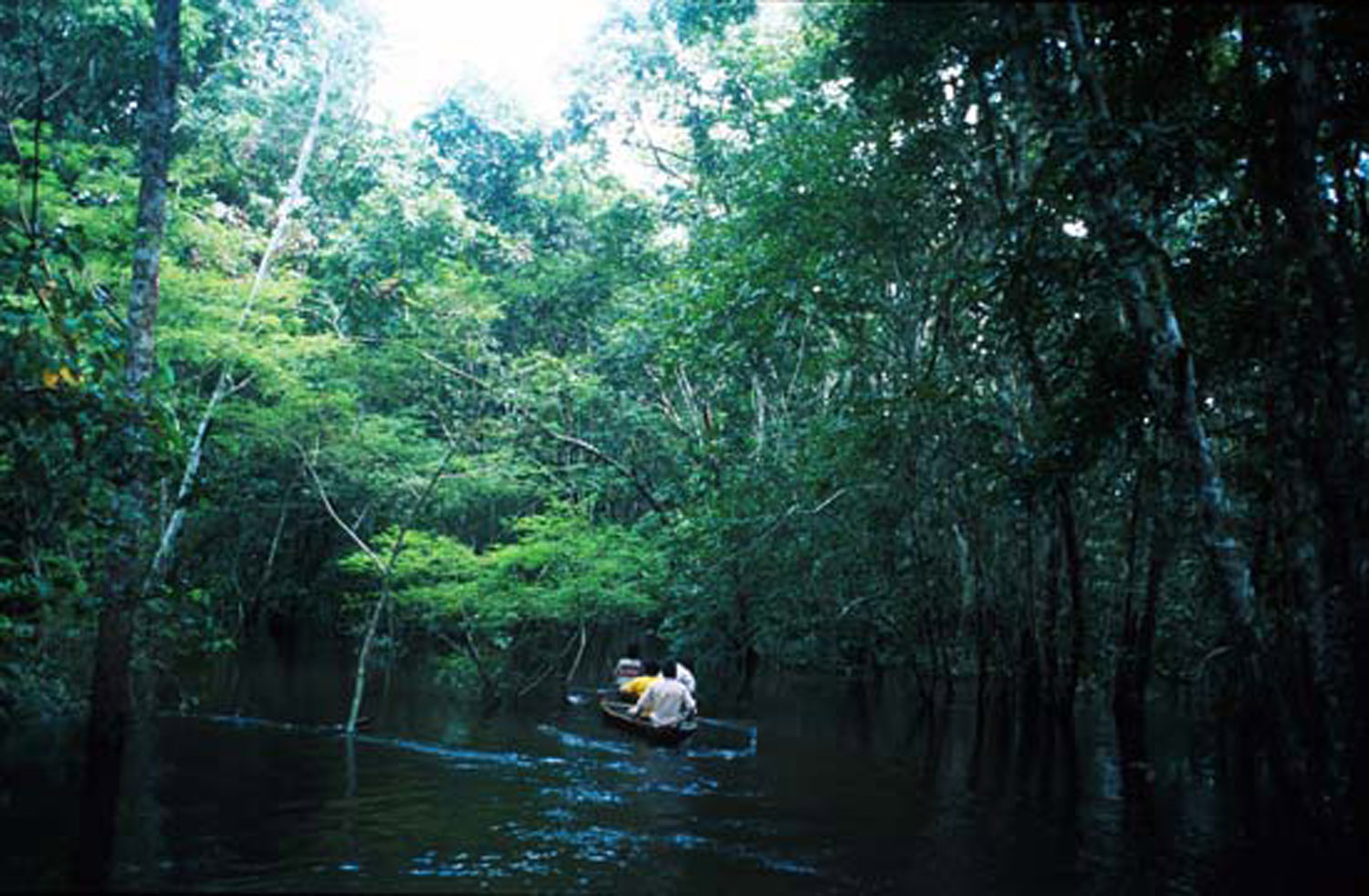 VIAGEM, TURISMO E AVENTURAS POR LUGARES INCRÍVEIS : FLORESTA AMAZÔNICA ...