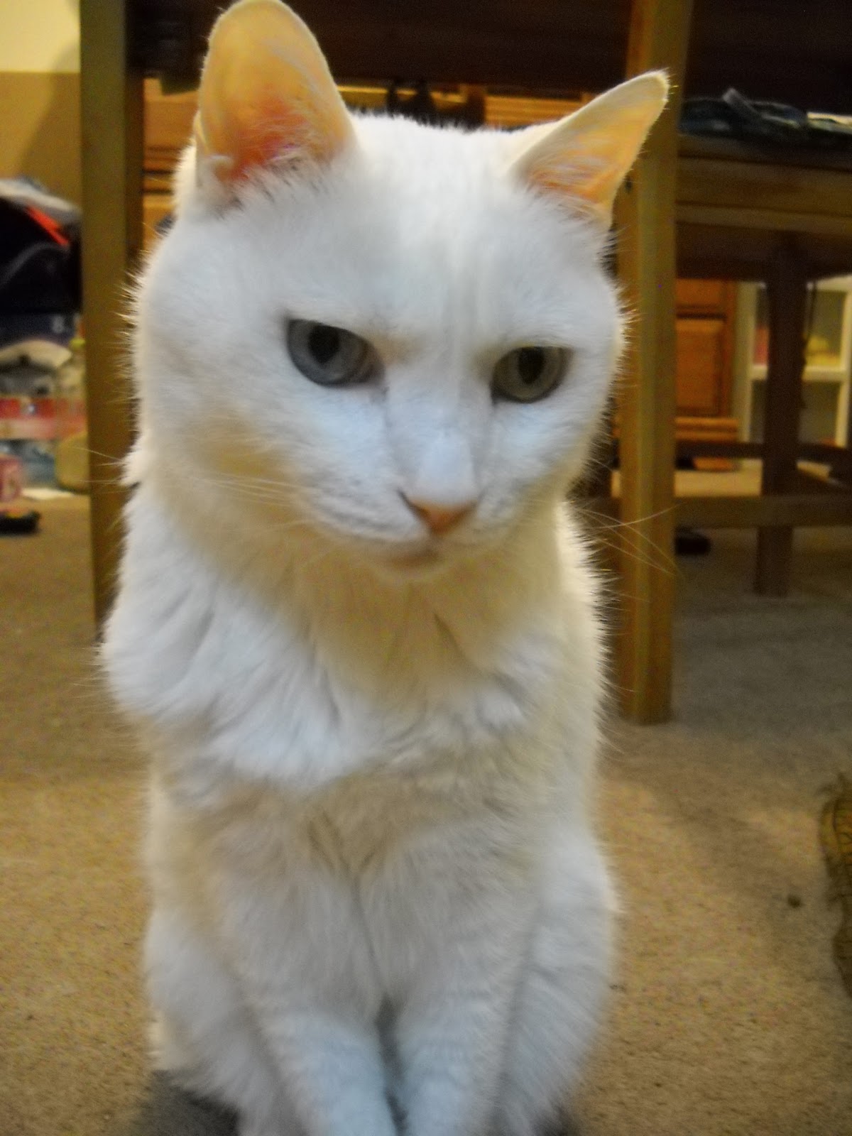 Meowko, Our Feline Geographer 阿喵, 我們的貓咪地理學家