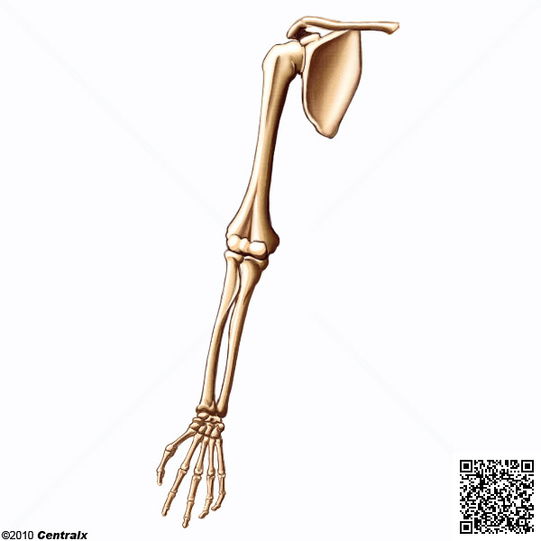Portal da Radiologia: Membro Superior
