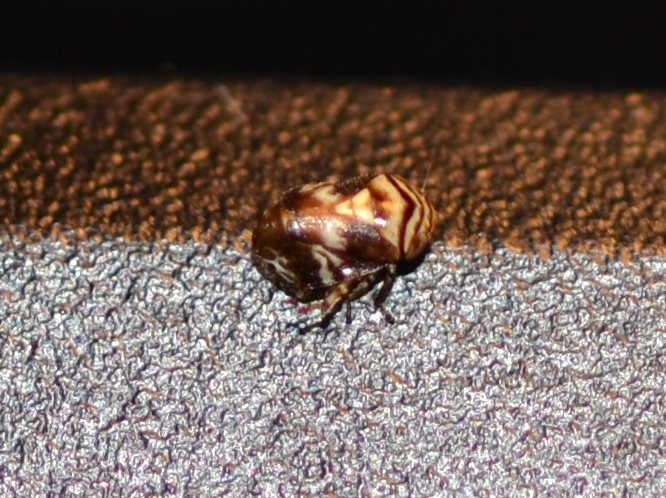 Hiking Curaçao - Flora and Fauna: Tiny beetle or bug (just over 1 mm)