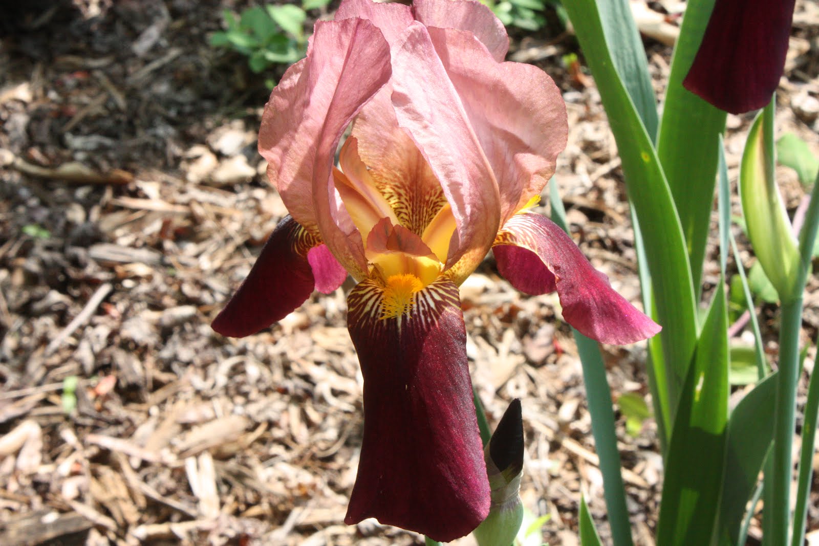Iris germanica is Bearded Iris
