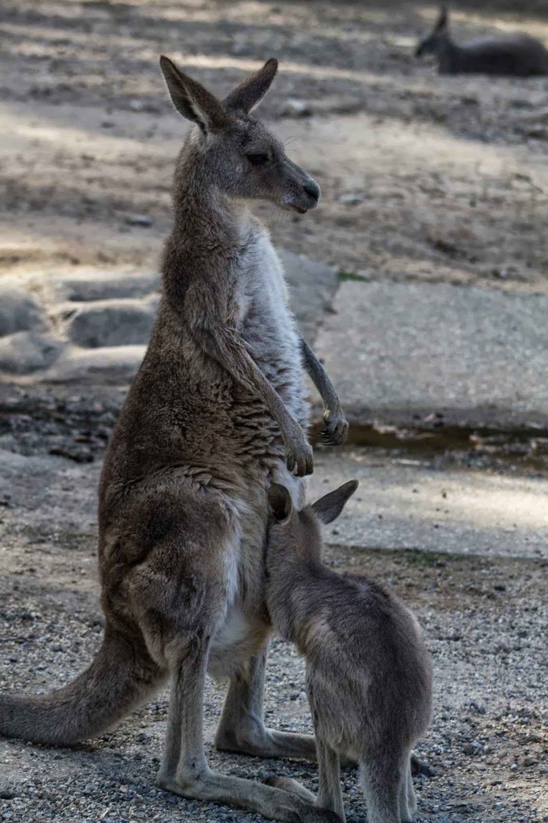 A Life Down Under: Currumbin Wildlife Sanctuary