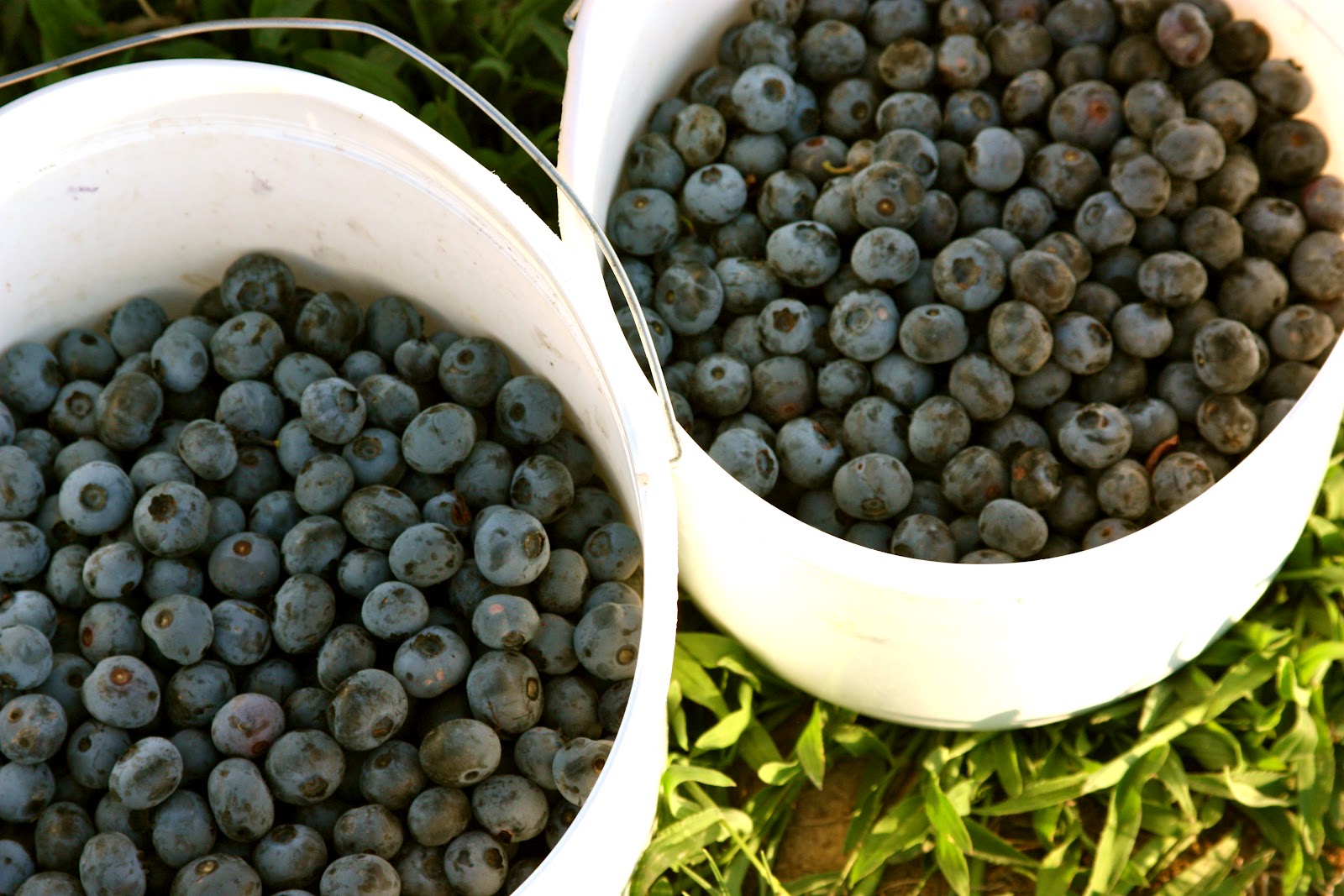 Fresh Blueberry Recipes - Kiki & Company