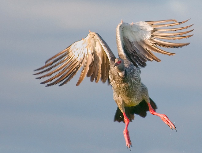 .Cunamoryvos: "El chajá" -Conociendo las aves de América-