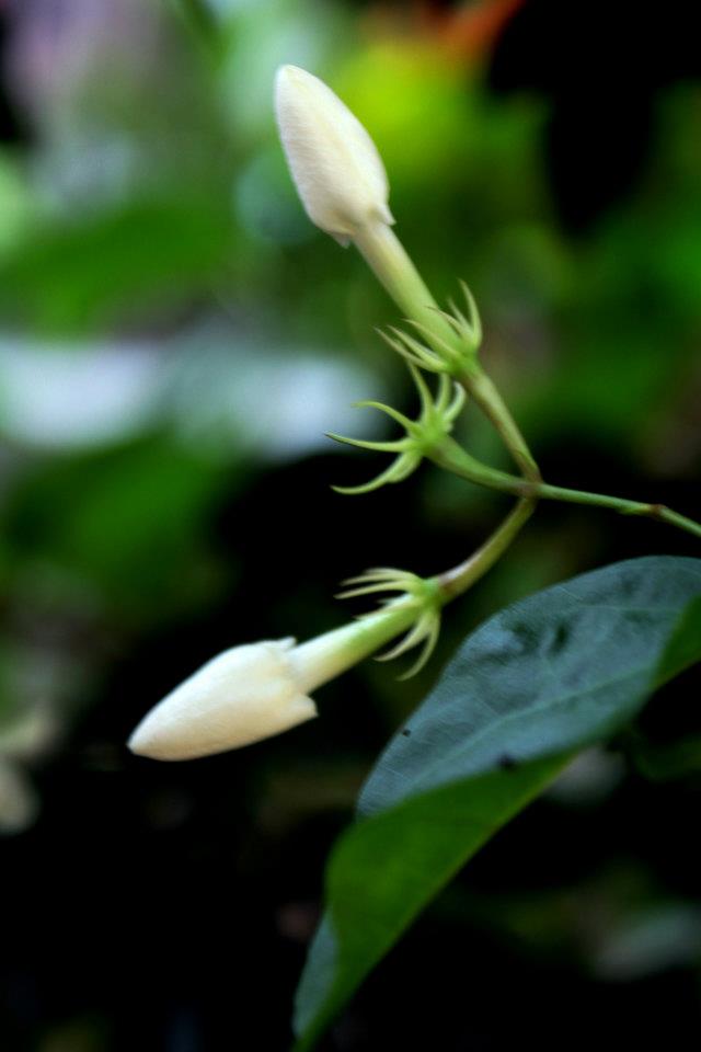 Macro Lensa AsiA: Bunga Melur,Melati, (Jasminum)