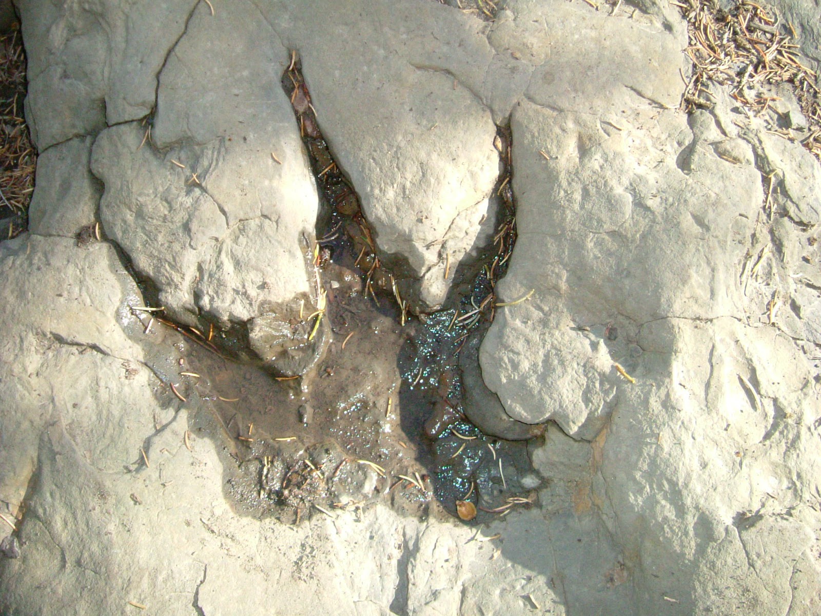FOSSIL HUNTRESS: THEROPOD TRACK, TUMBLER RIDGE