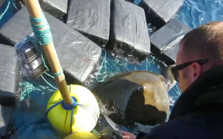 Gangsters Out Blog: Sea Turtle caught floating with 800 kilos of cocaine