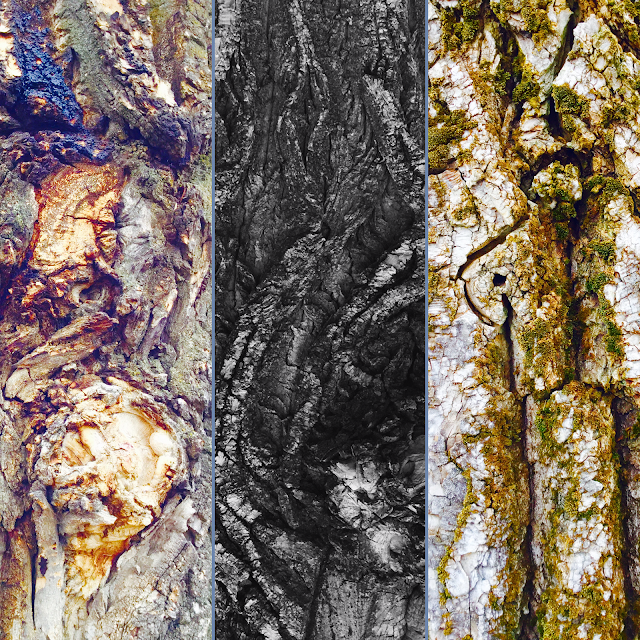 Bark Photography - Paint a Masterpiece