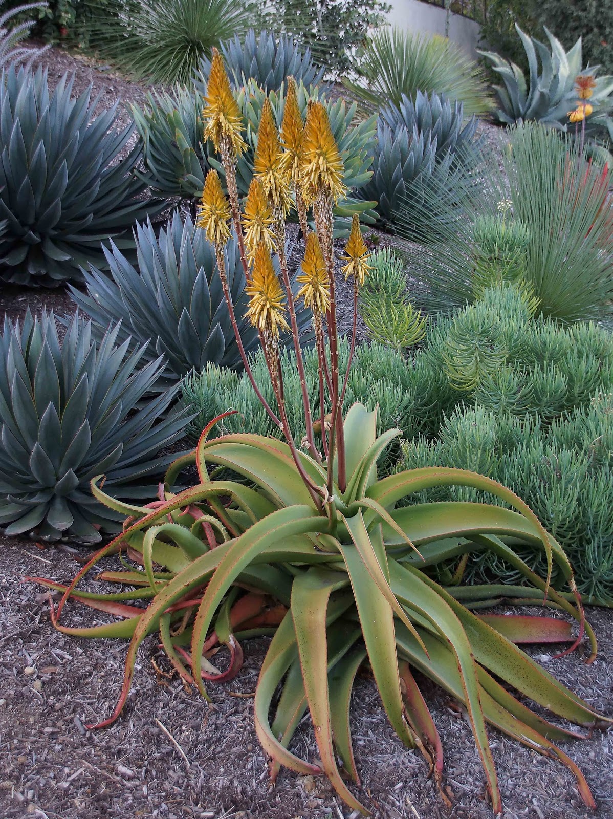 Mostly Aloe Flowers Sunday