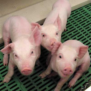 DE JESUS GÓMEZ: IMAGENES DEL CHANCHO O CERDO