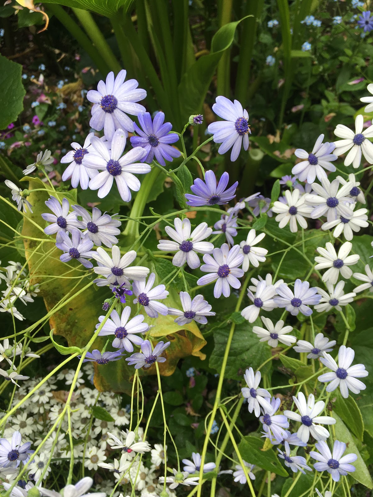 MUG | Mike's Urban Garden | MUG: Plant Profile: Pericallis-x-hybrida ...