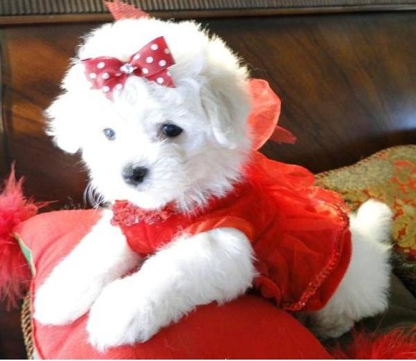 PERRITOS DE LA RAZA CH'API ~ LAS MEJORES FOTOGRAFÍAS