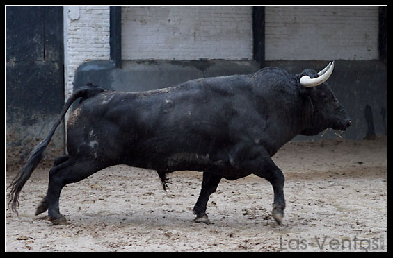 Toro, Torero y Afición: Hoy, toros del Conde de la Corte en Las Ventas