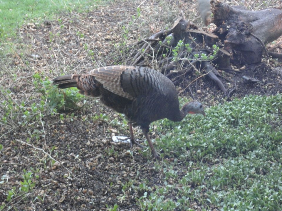 Wild Turkey grazing under feeders