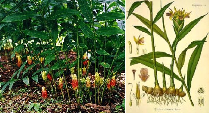 Riko Herbalist: Manfaat Zingiber Zerumbet (Lempuyang)