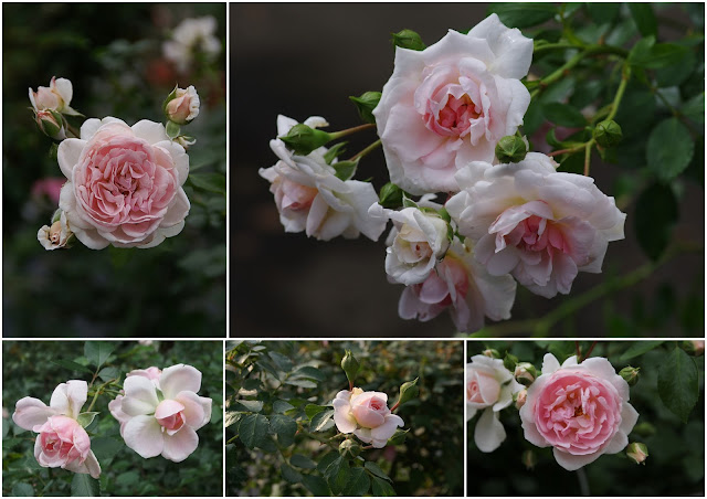 Promesse de roses: Lovely bride