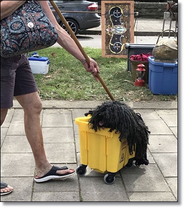 The Pet Tree House - Where Pets Are Family Too : Adorable Hungarian ...
