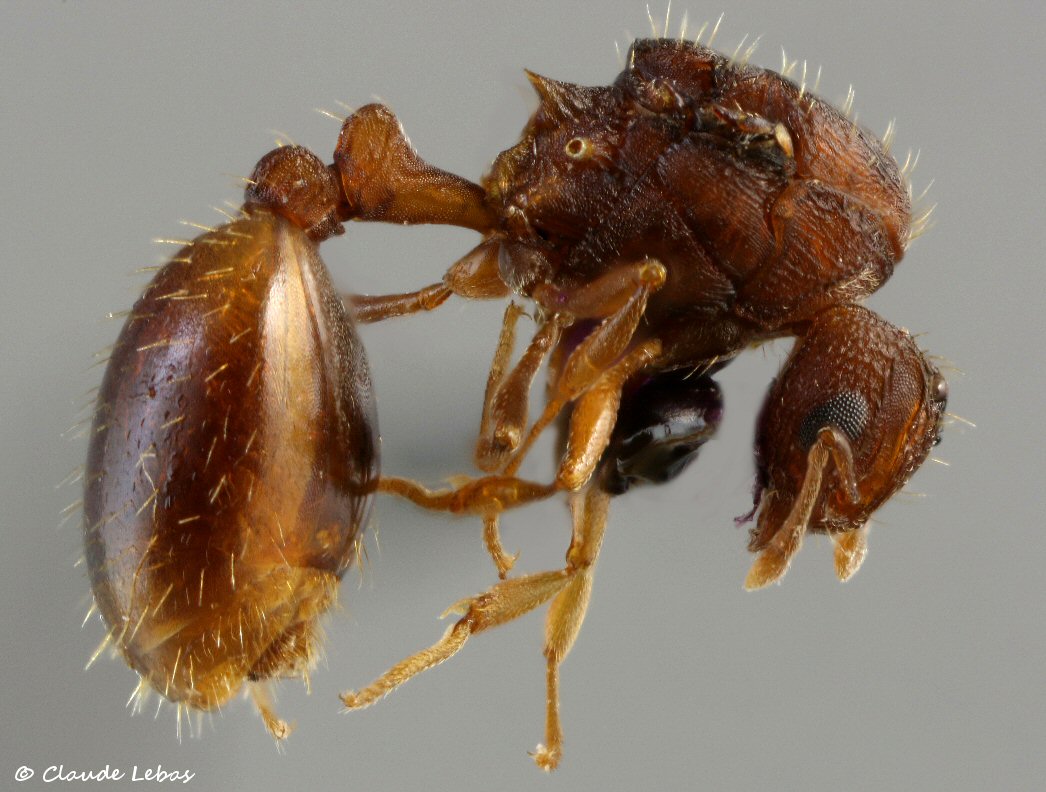 fourmis de Cuba- Hormigas de Cuba- Ants of Cuba: Wasmannia auropunctata