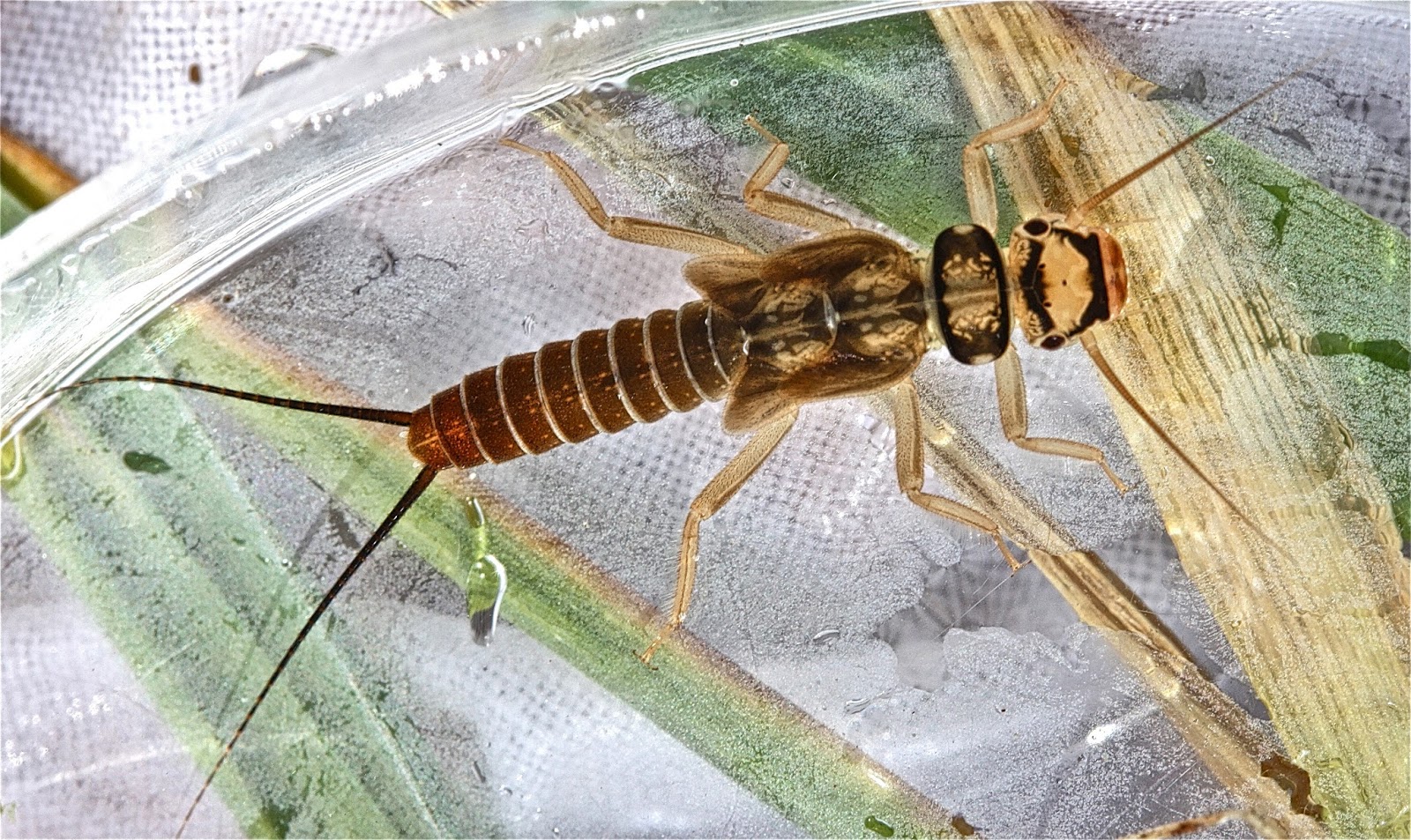 Aquatic Insects of Central Virginia: While we're waiting -- the Perlodid stonefly, Clioperla clio