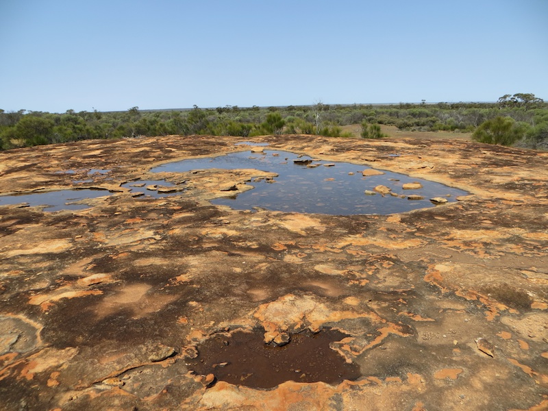 A Wandering Naturalist: Australia: The Camel Soak