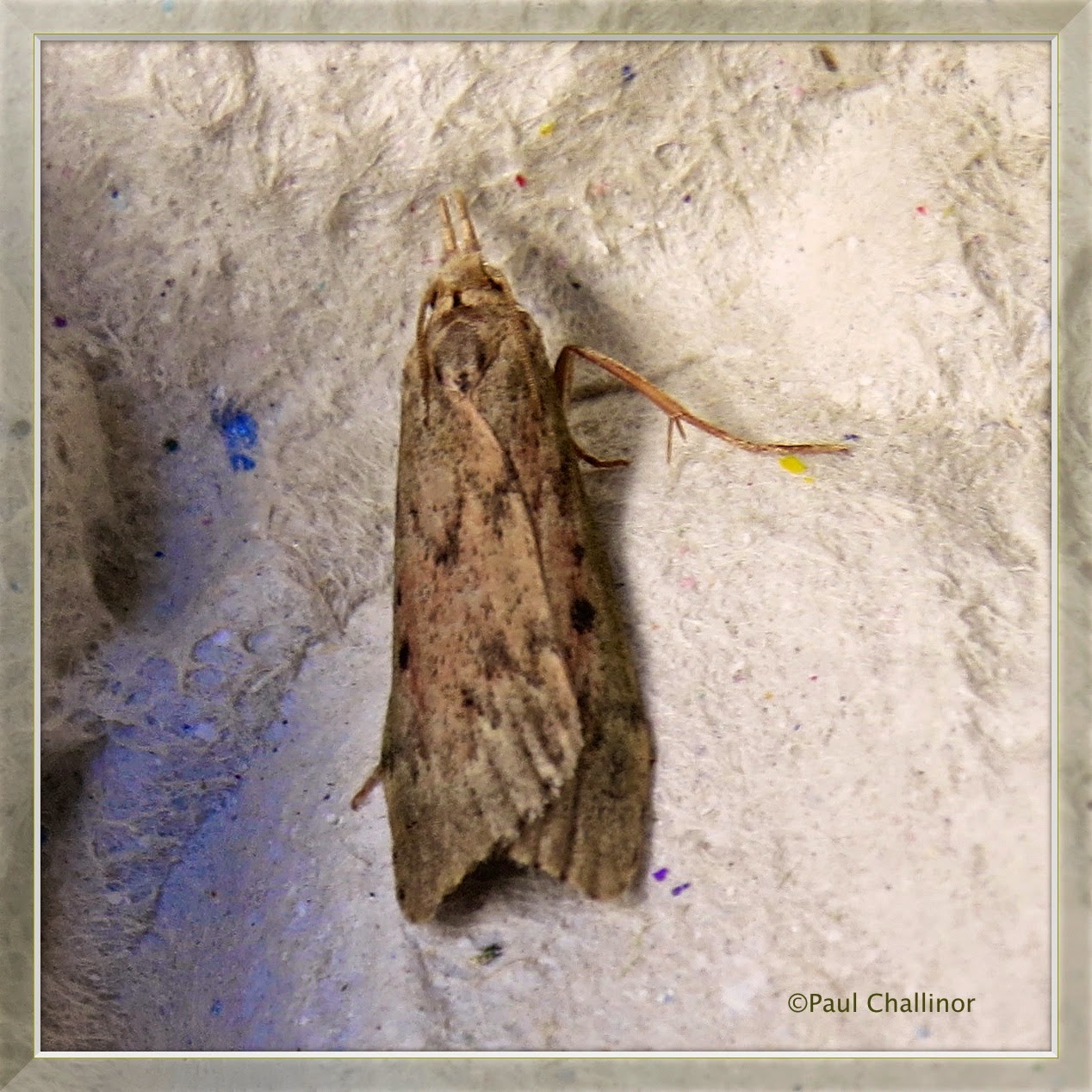 Bee Moth - Aphomia sociella