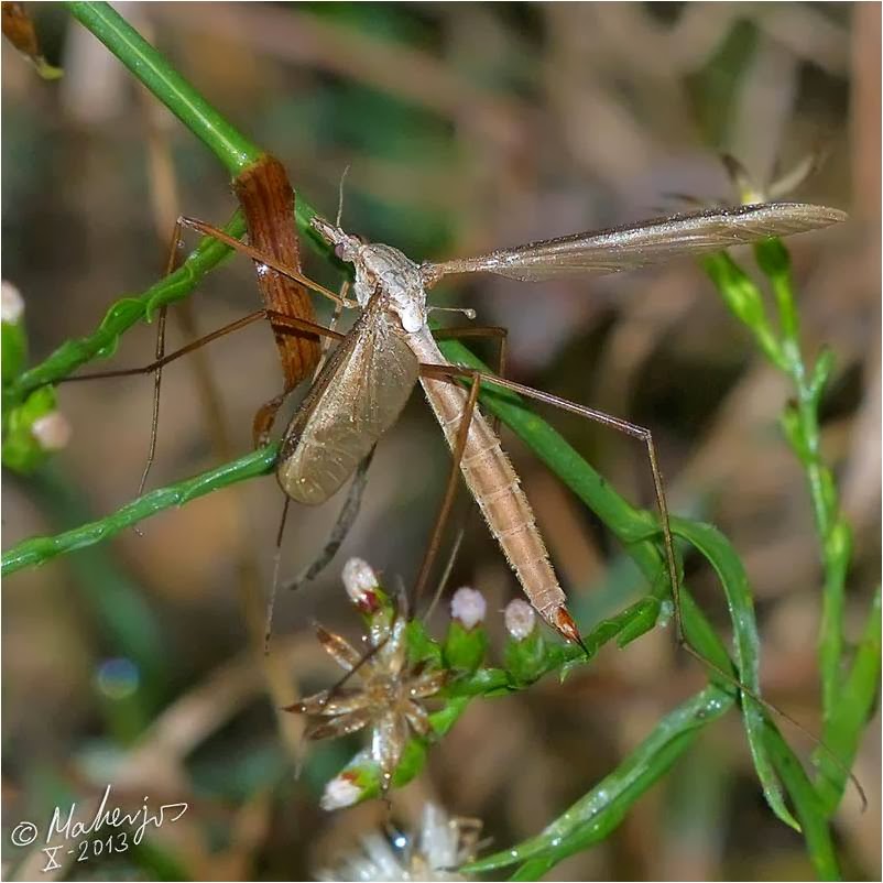 Biodiversidad Costa Granadina y ... (Fauna): Típula (Tipula sp.)