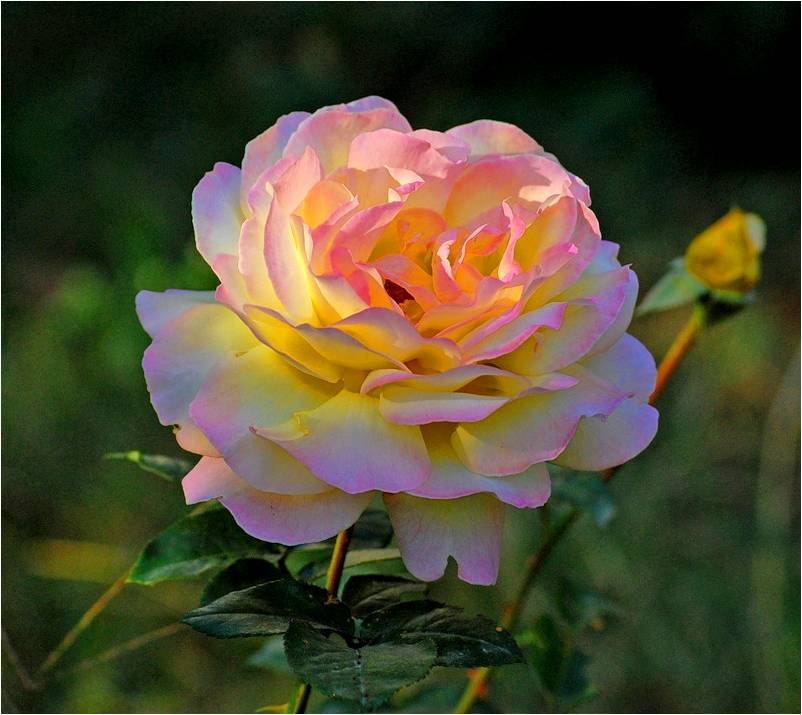 AMARNA IMAGENS: FLÔRES