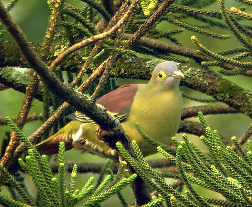 Jenis-Jenis Burung Punai - EDUBIO