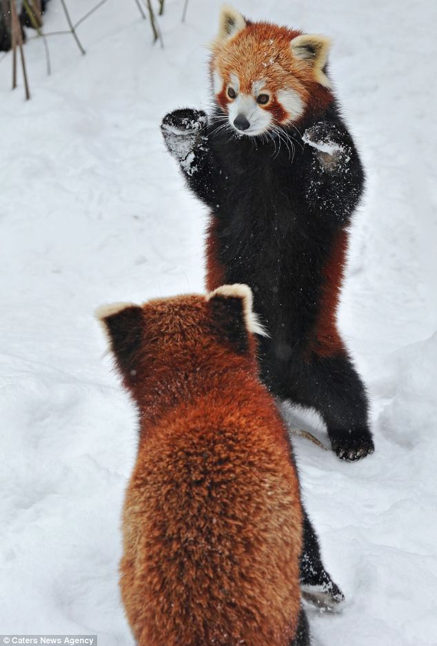 Pandas rojos jugando en la nieve